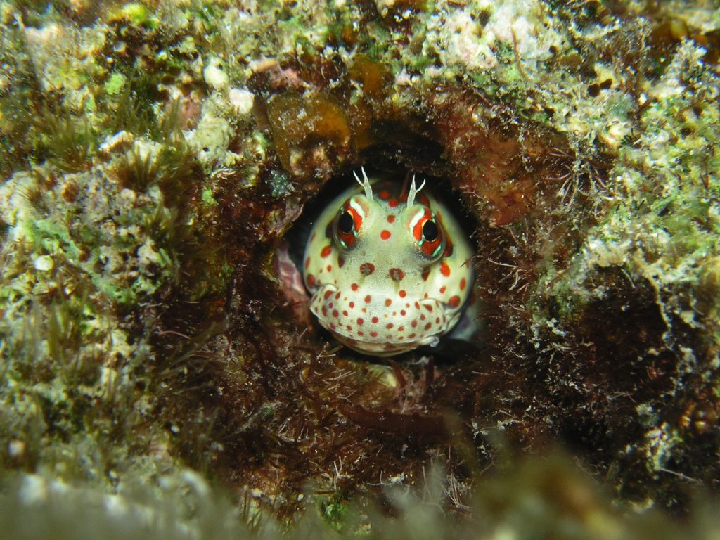 %e3%83%a2%e3%83%b3%e3%83%84%e3%82%ad%e3%82%ab%e3%82%a8%e3%83%ab%e3%82 ...